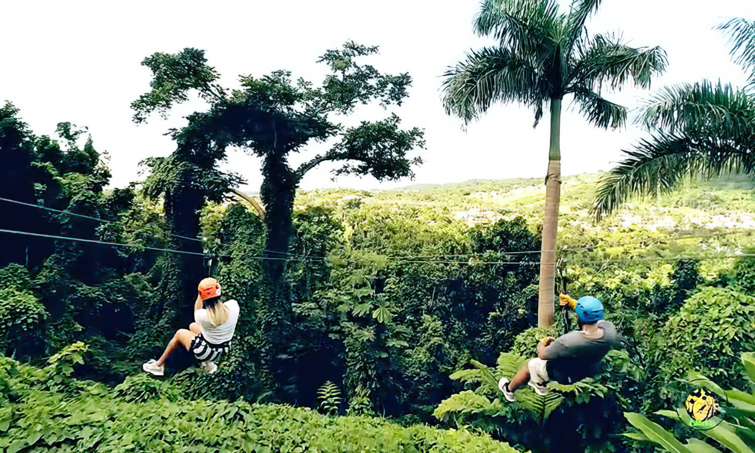 Rainforest Zipline Experience plus Rock Climbing at Rainforest Zipline ...