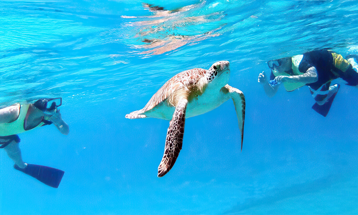 Turtle Cove Snorkel & Sail Adventure! at The VI Cat | Hijinks