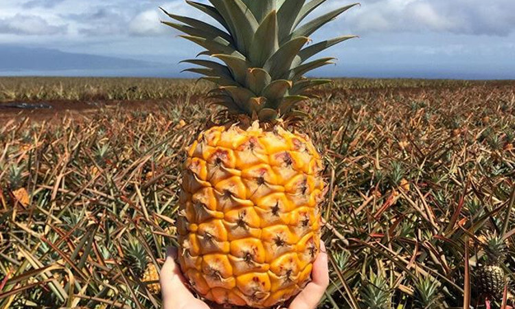 Maui Pineapple Tours at Maui Pineapple Tours | Hijinks